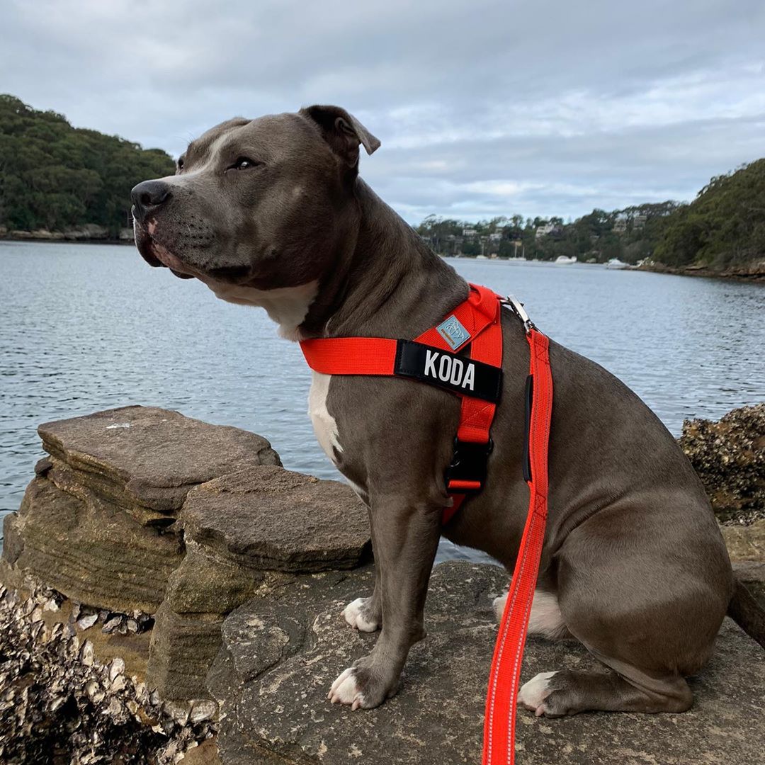 5 Staffy Facts You May Not Know – Dog Friendly Co. Australia