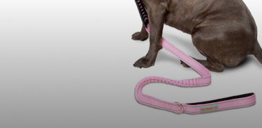 Long or Short Leash? Finding the Right Fit for Your Dog – Dog Friendly Co.