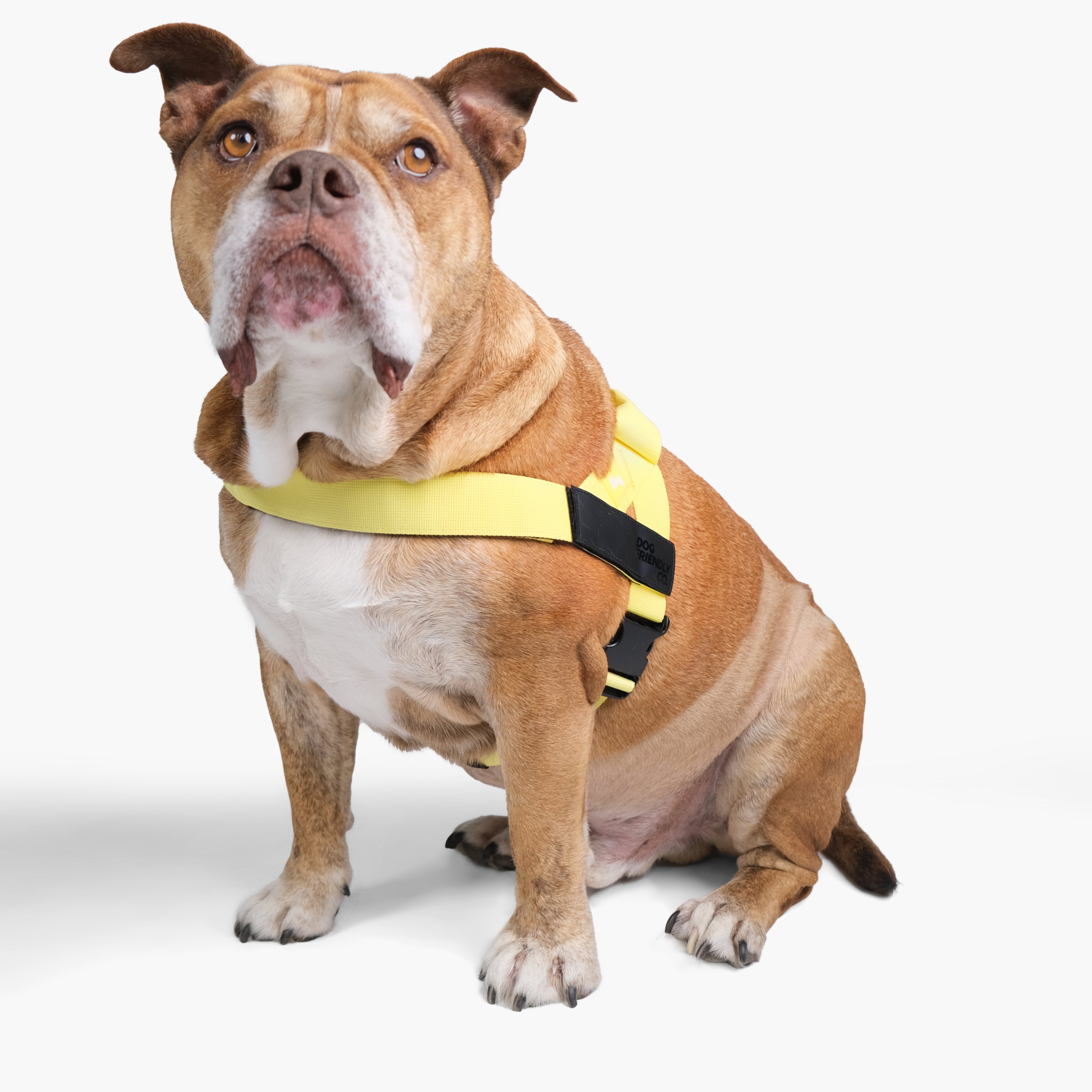 How to Soothe Rope Burns from a Dog Leash – Dog Friendly Co.