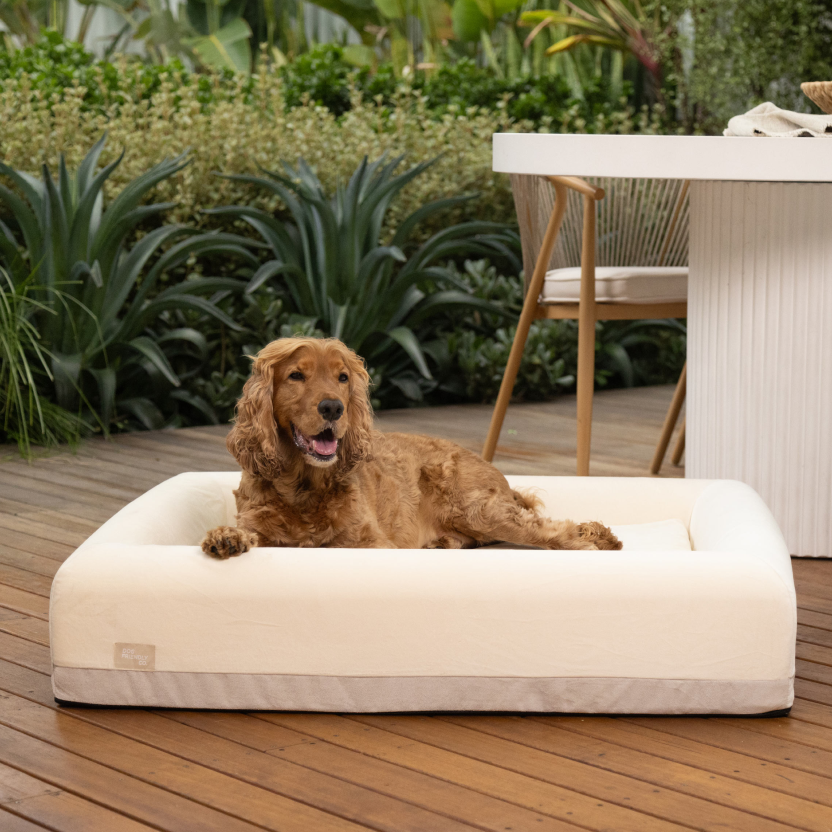 Our Dog Bundles - Leashes, Harnesses & More Online | Dog Friendly Co.