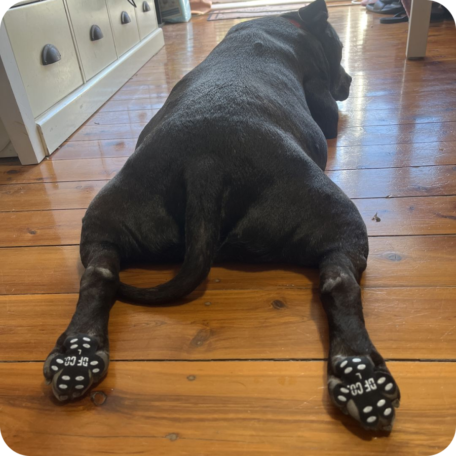 Dog Paw Pad Protectors – Dog Friendly Co.