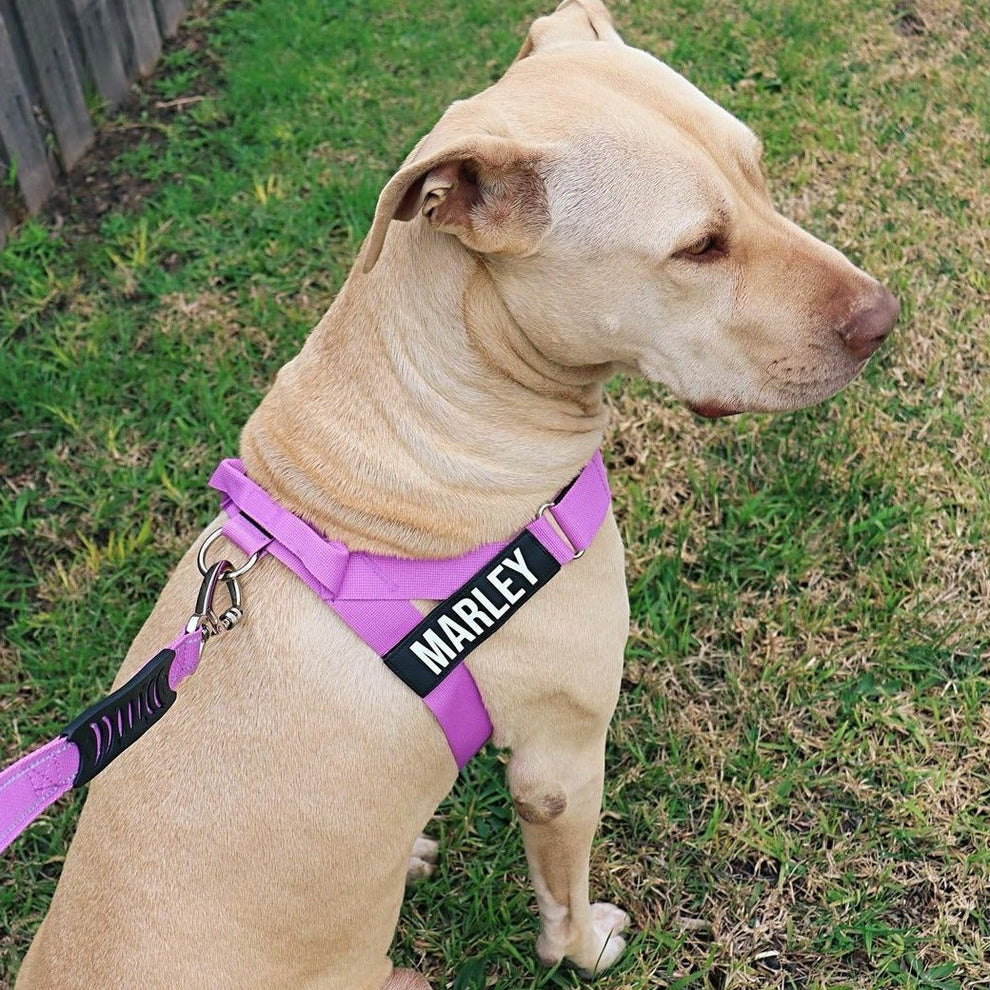 Personalised Dog Harnesses With Name Patch | Dog Friendly Co.
