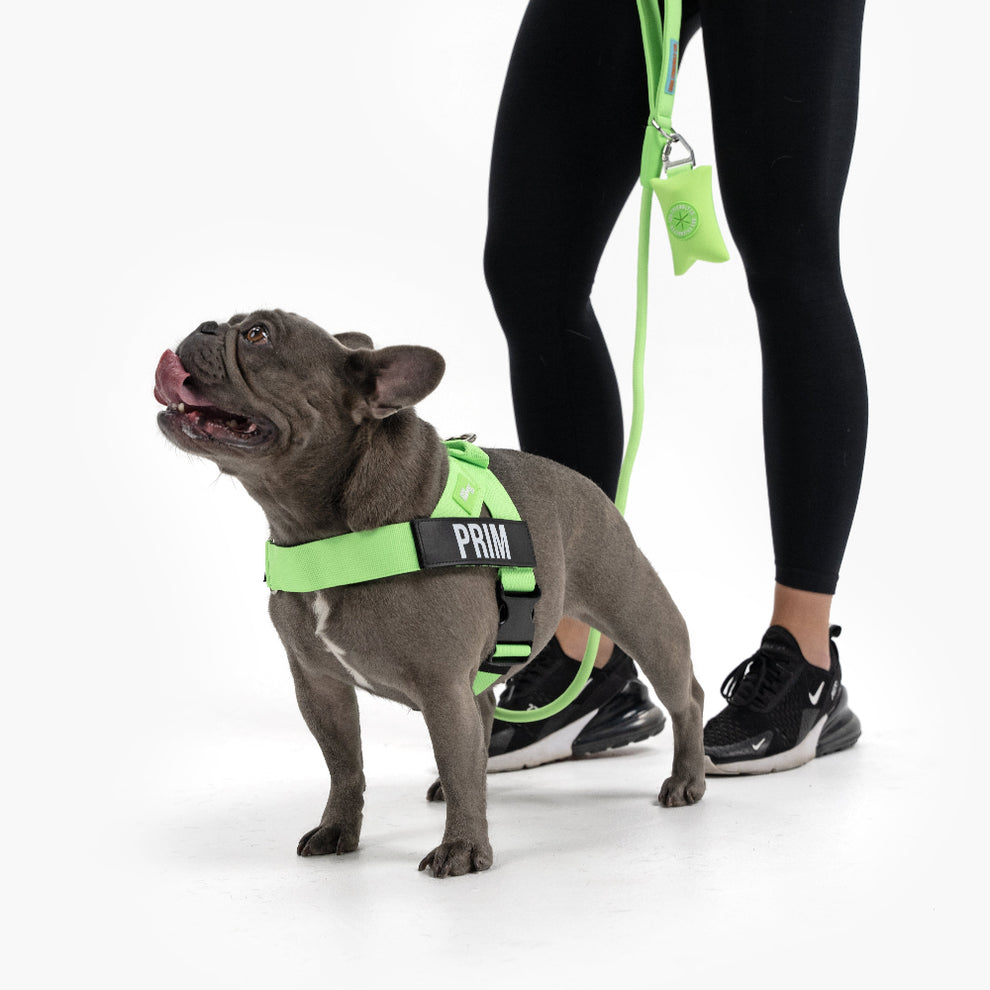 Dog Signature Kit, Harness & Leash Bundle - Neon Green – Dog Friendly Co.