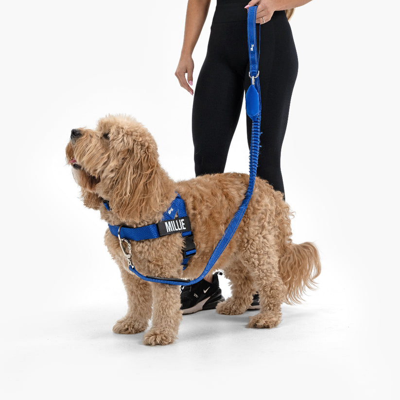 Dog Signature Kit, Harness & Leash Bundle – Dog Friendly Co.