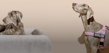 Our Dog Bundles - Leashes, Harnesses & More Online | Dog Friendly Co.