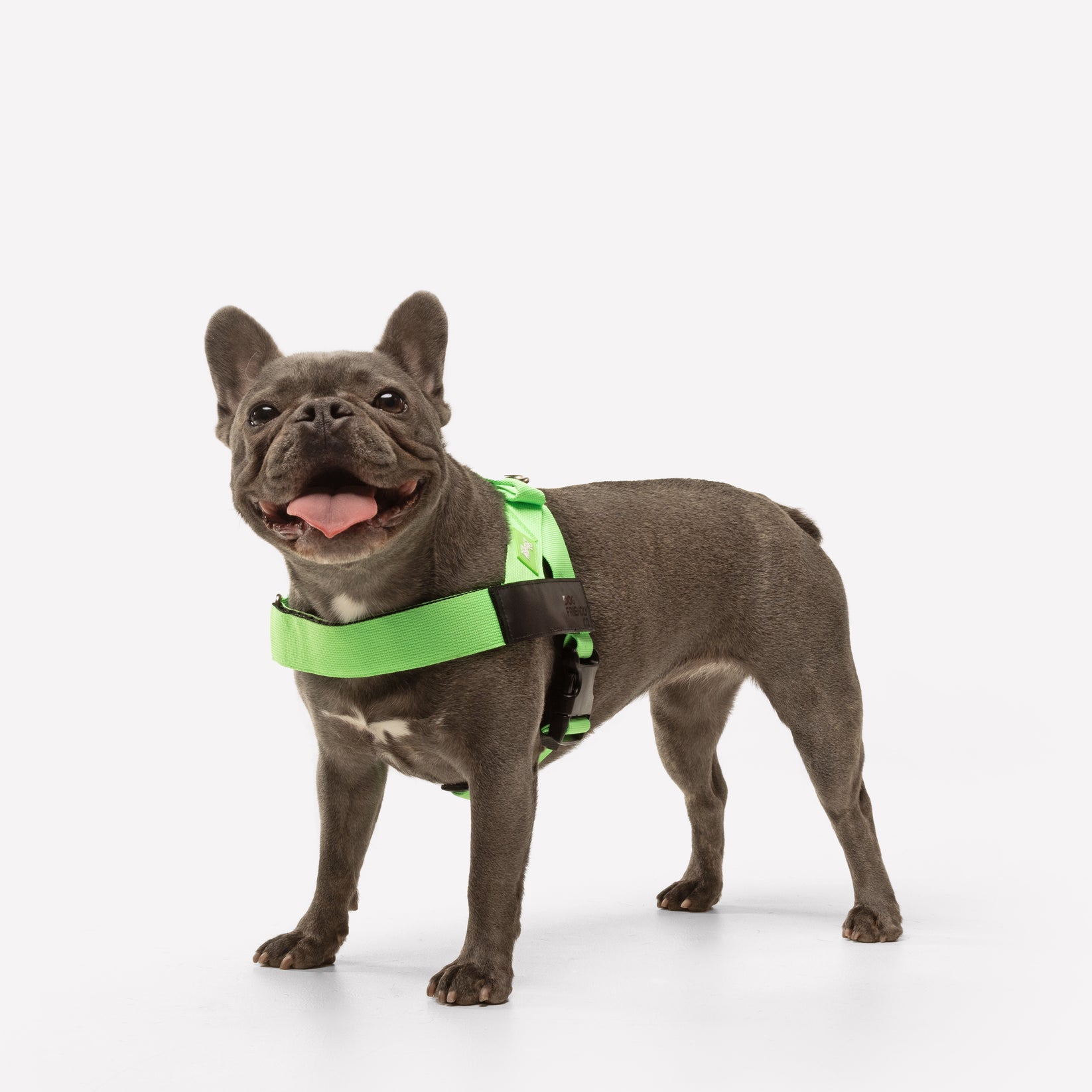 Personalised Dog Harnesses With Name Patch | Dog Friendly Co.
