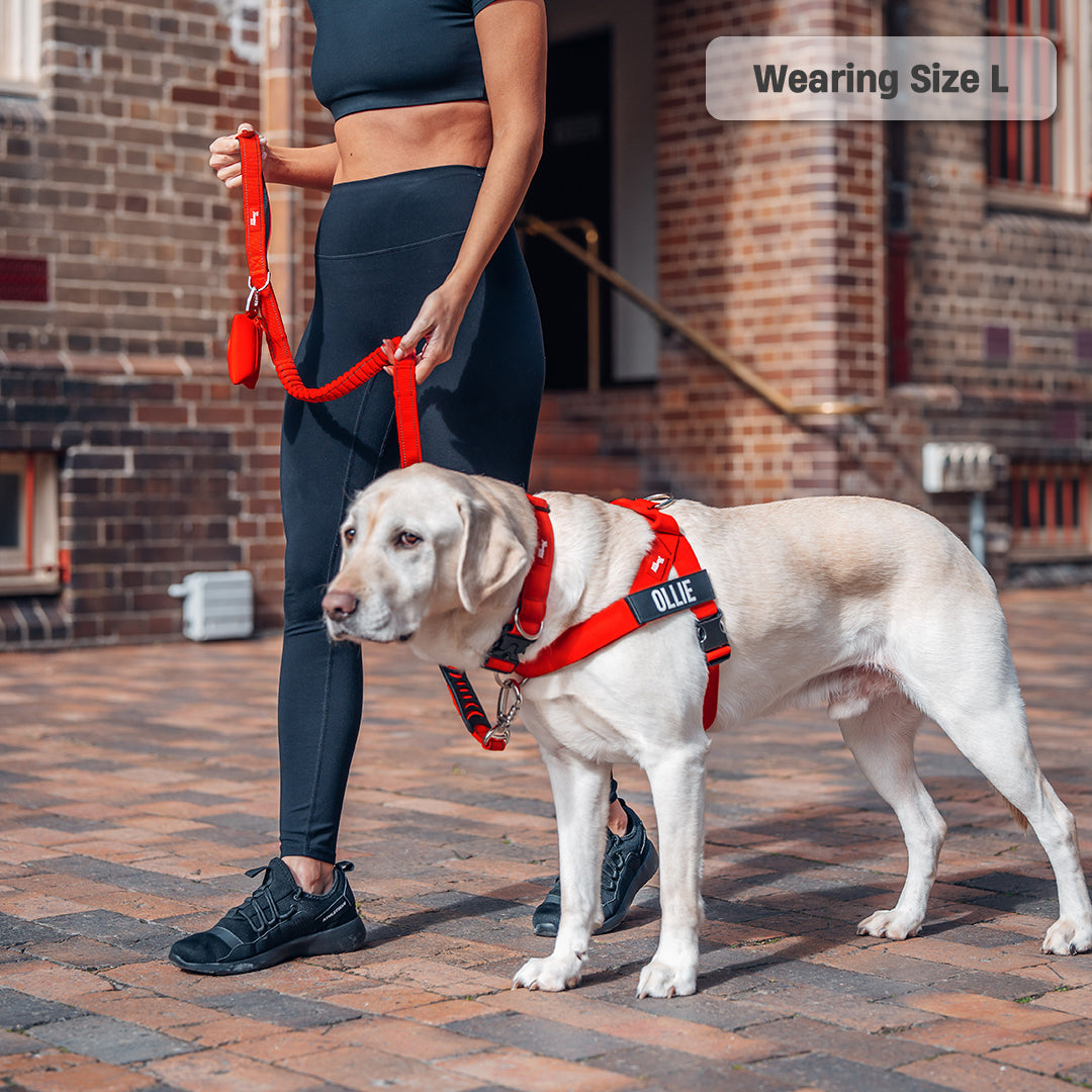 Personalised Dog Harnesses With Name Patch | Dog Friendly Co.