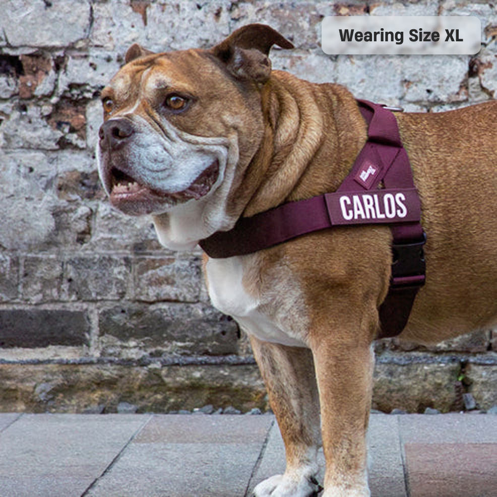 Personalised Dog Harnesses With Name Patch | Dog Friendly Co.