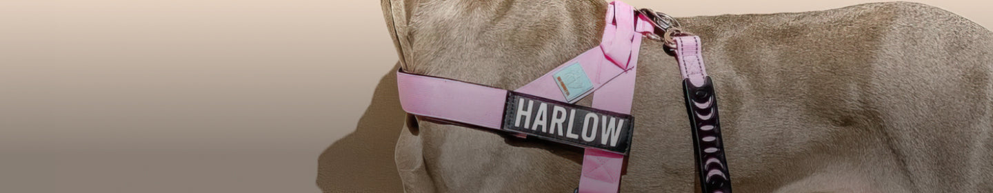 Our Dog Bundles - Leashes, Harnesses & More Online | Dog Friendly Co.