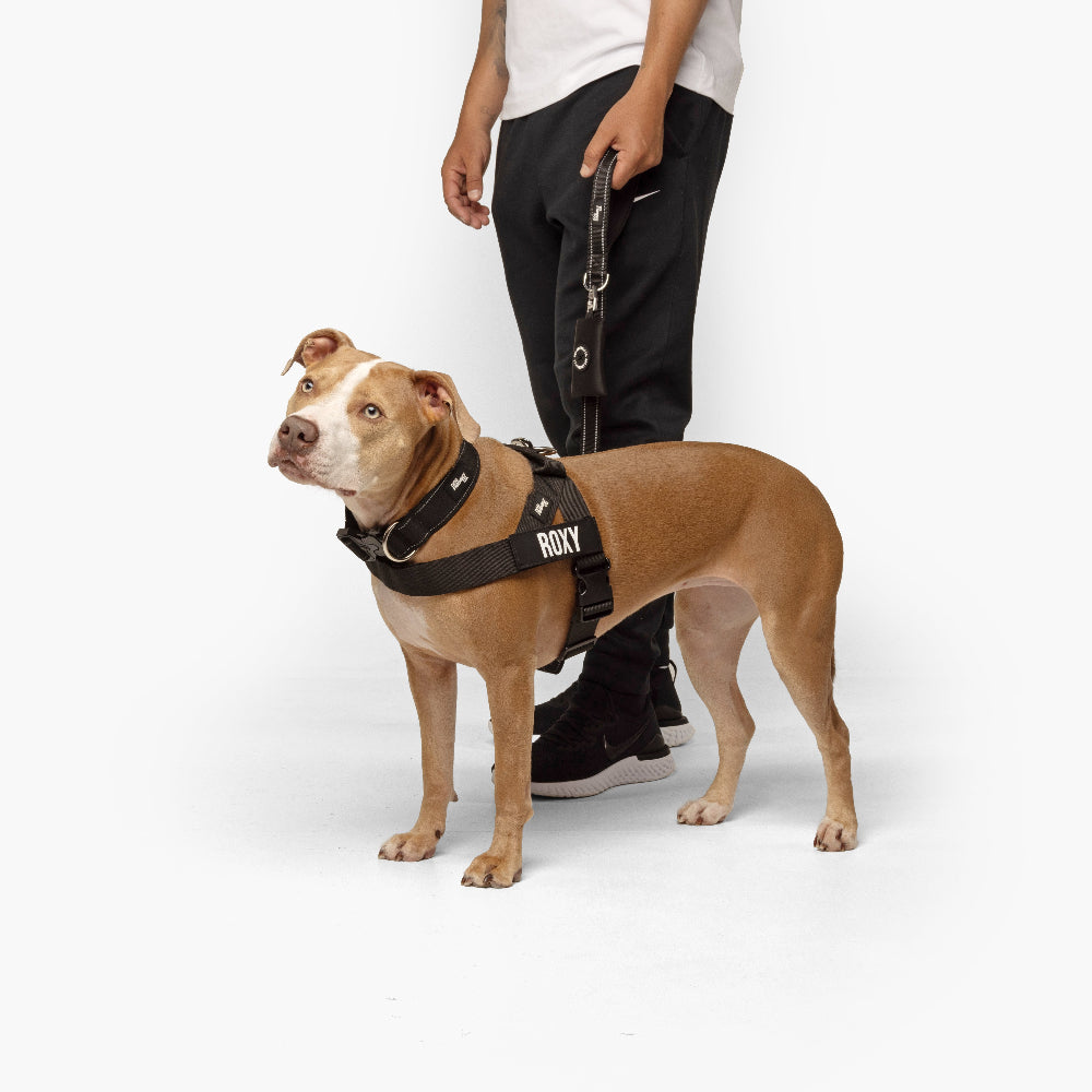 Walk Essentials: All Inclusive Dog Walk Bundle | Dog Friendly Co.