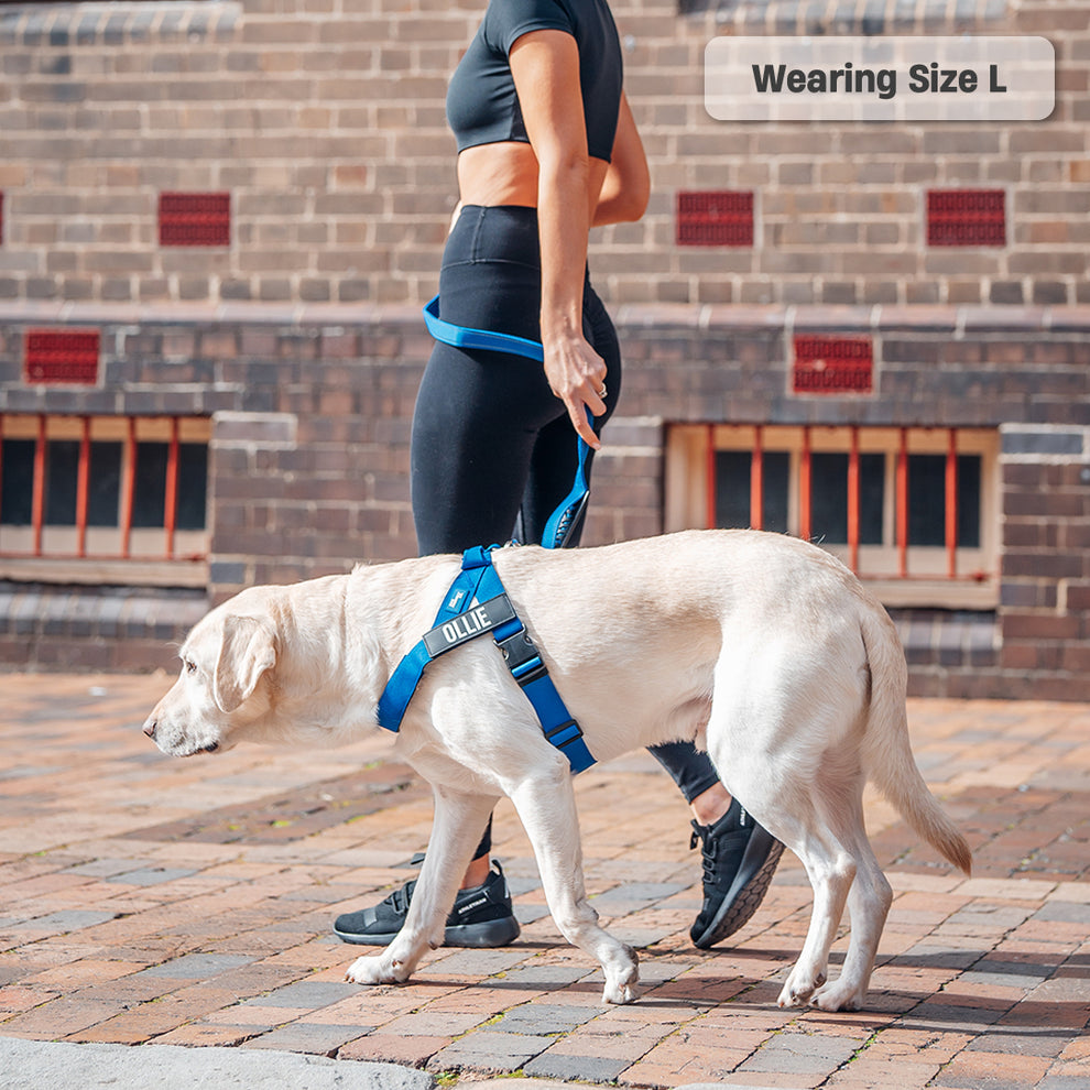 Dog Signature Kit, Harness & Leash Bundle – Dog Friendly Co.