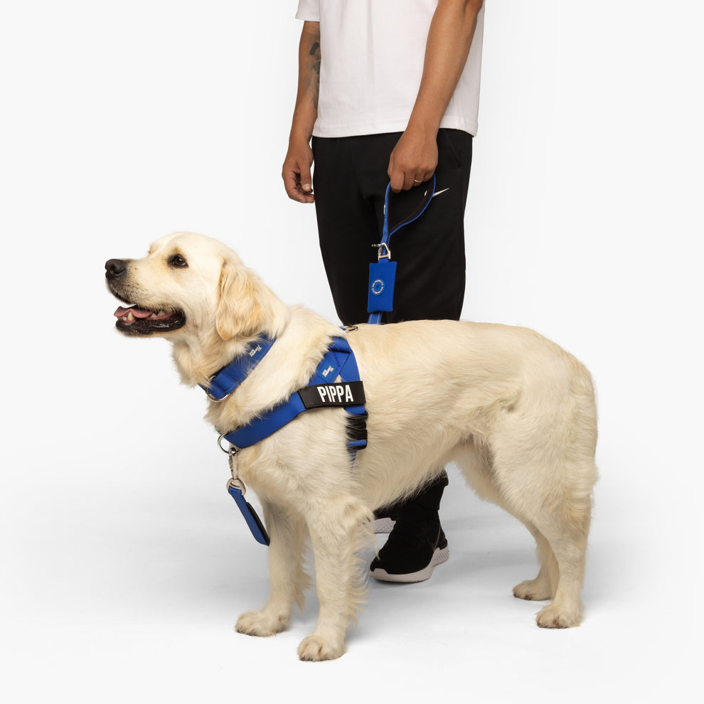Dog Signature Kit, Harness & Leash Bundle - Classic Blue – Dog Friendly Co.
