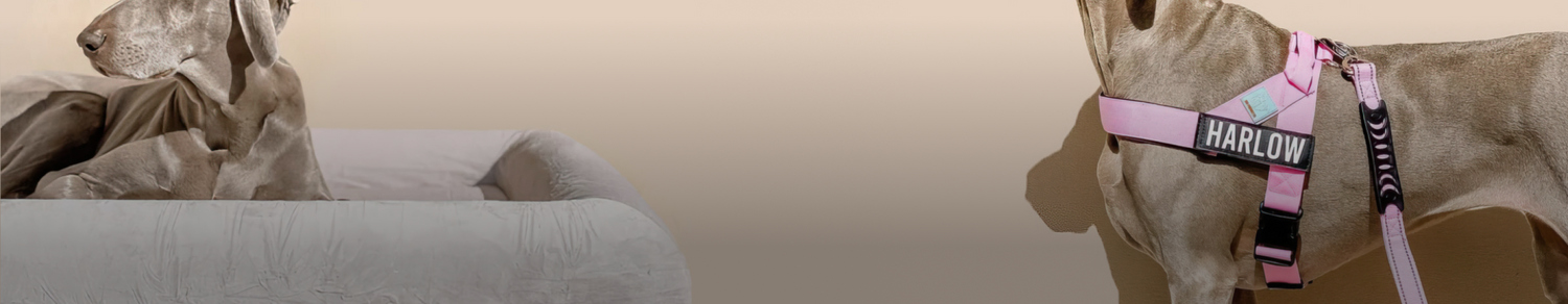 Our Dog Bundles - Leashes, Harnesses & More Online | Dog Friendly Co.