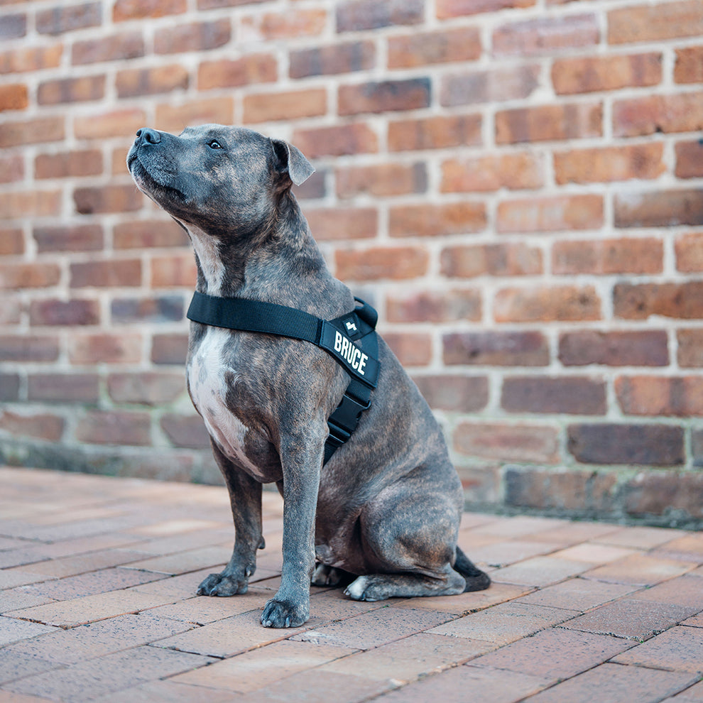 Personalised Dog Harnesses With Name Patch | Dog Friendly Co.