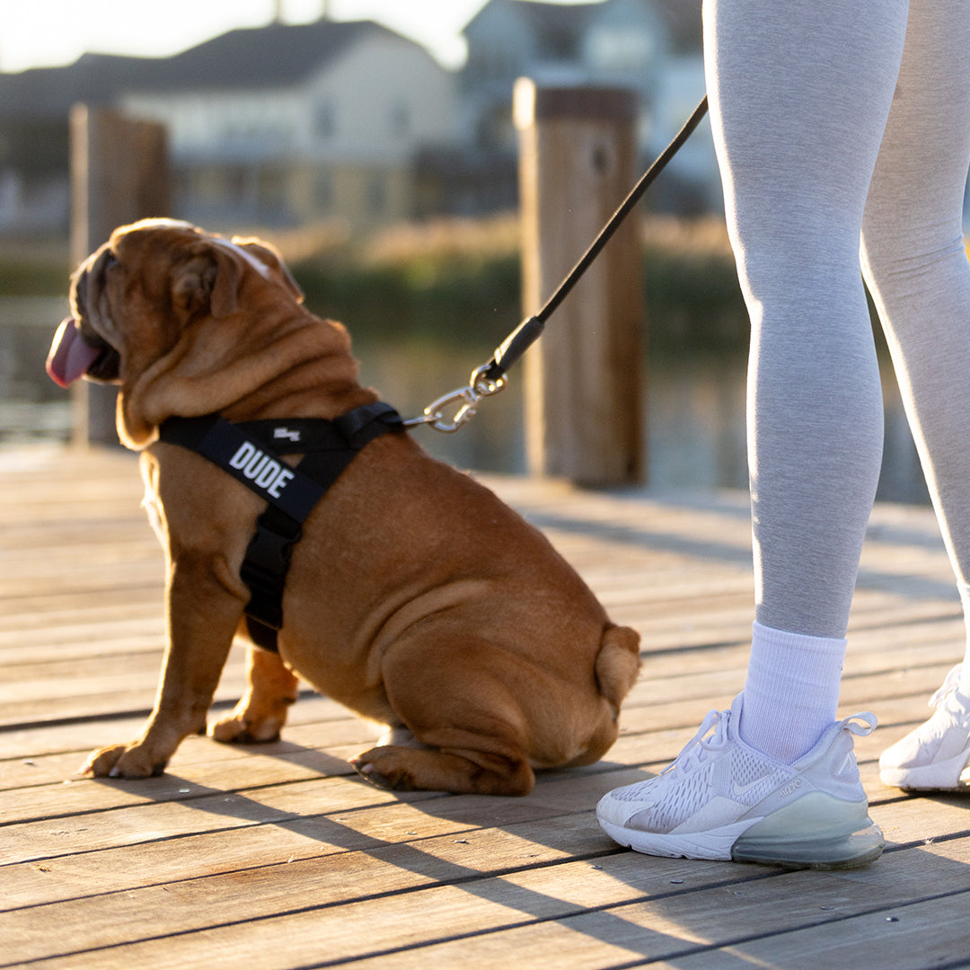 Personalised Dog Harnesses With Name Patch | Dog Friendly Co.
