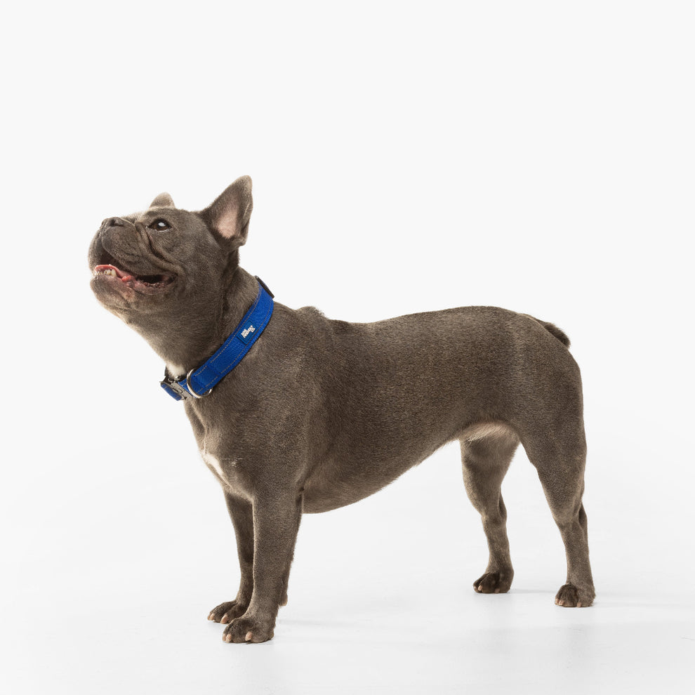 Walk Essentials: All Inclusive Dog Walk Bundle | Dog Friendly Co.