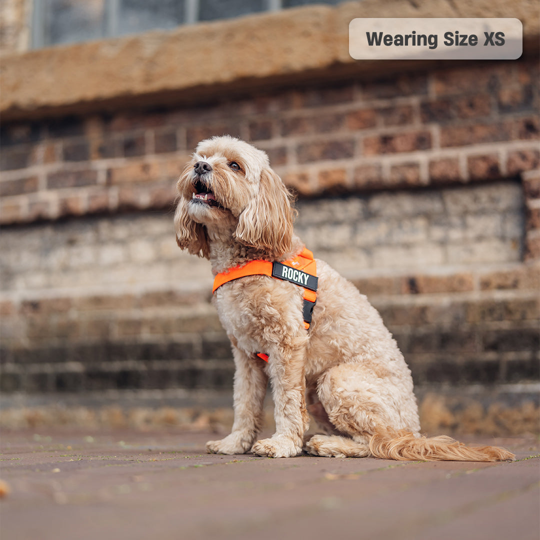 Personalised Dog Harnesses With Name Patch | Dog Friendly Co.