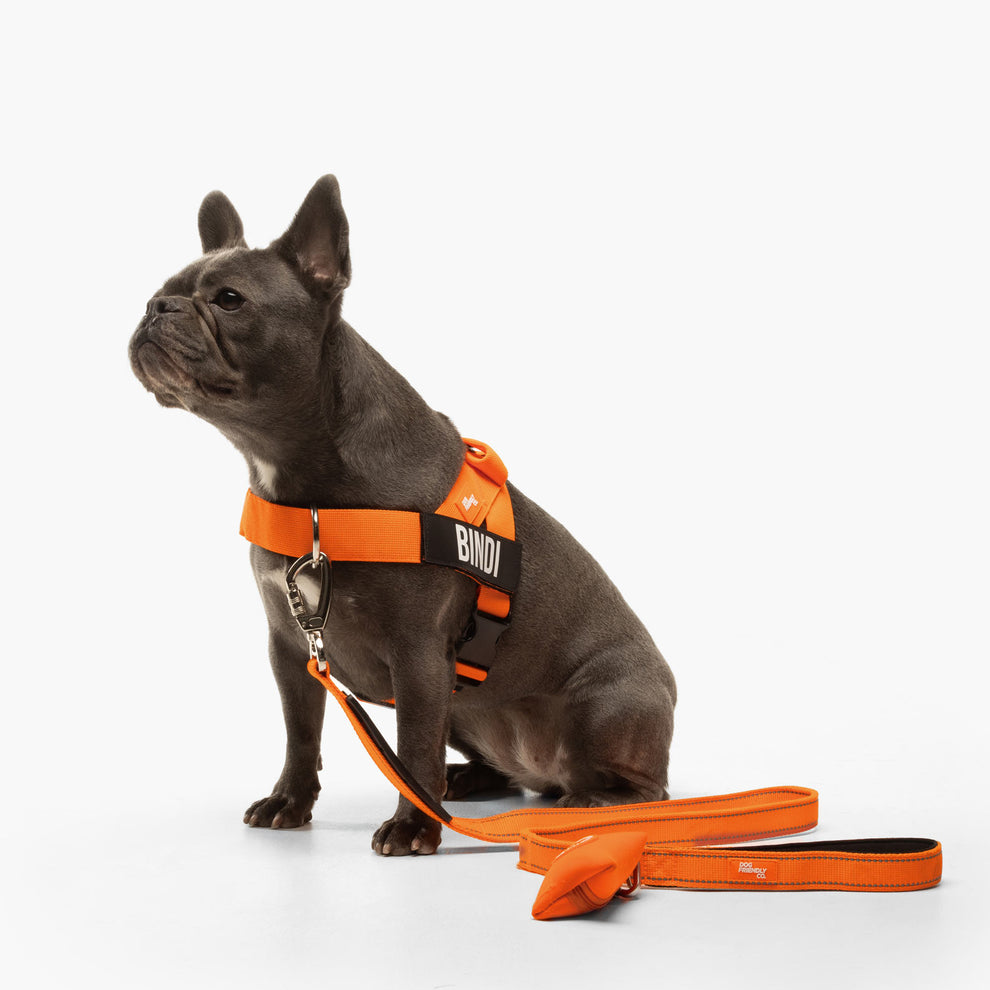 Personalised Dog Harnesses With Name Patch | Dog Friendly Co.