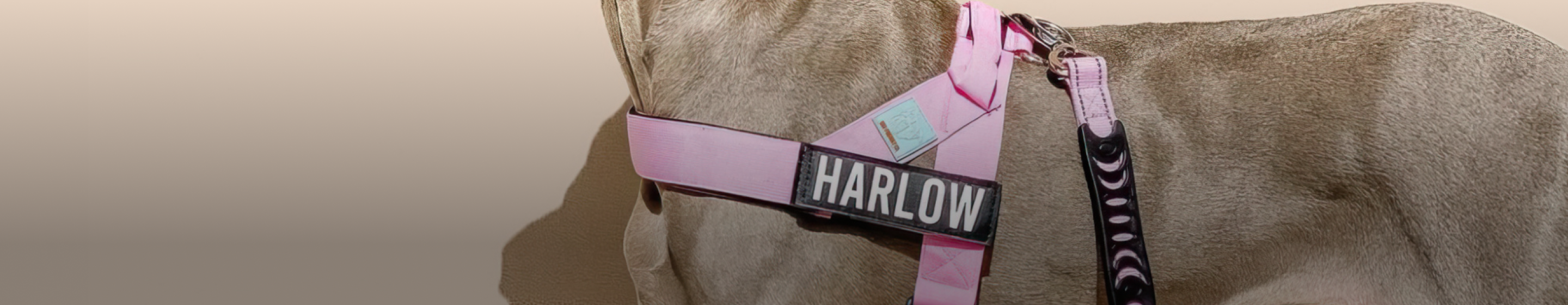 Kits – Dog Friendly Co.