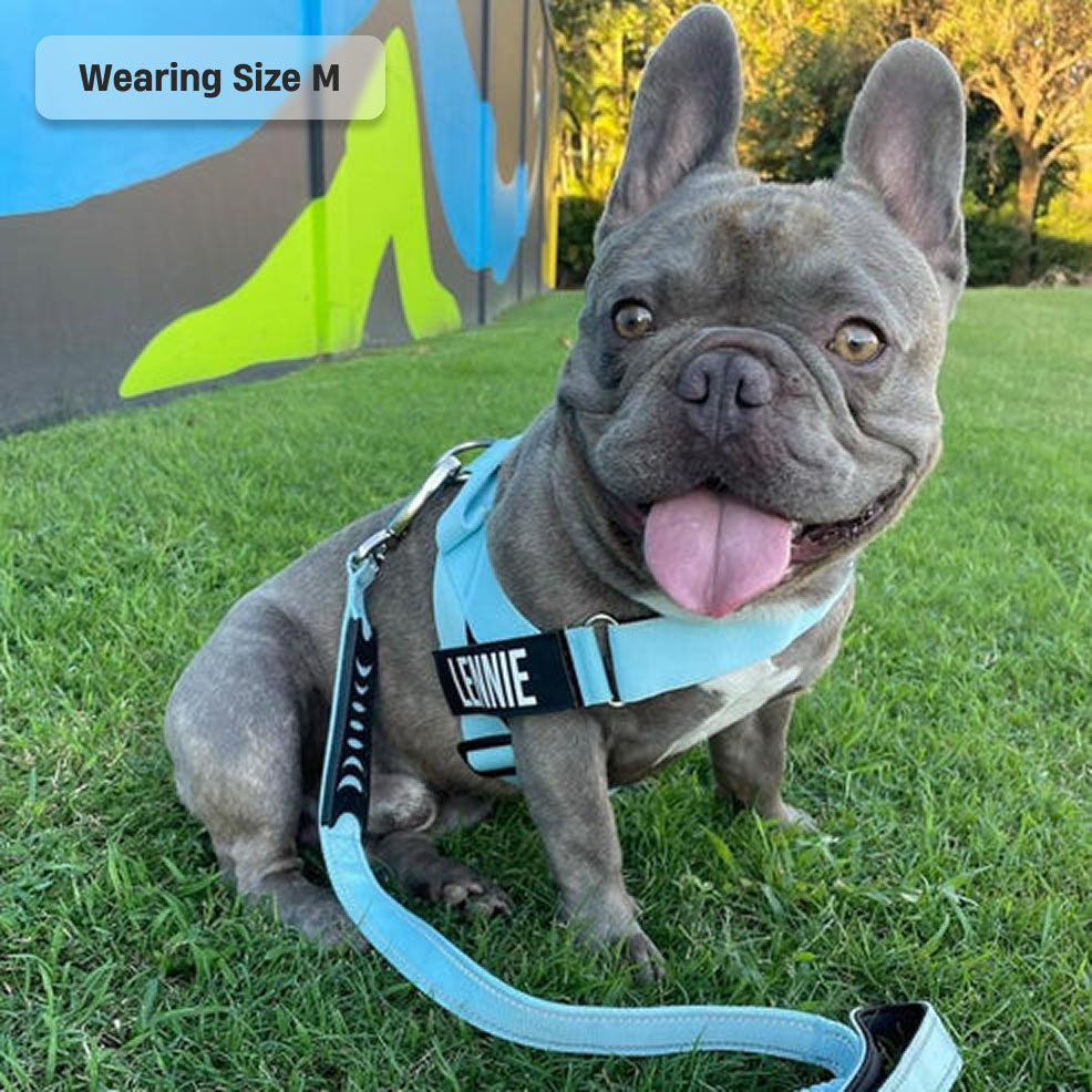 Personalised Dog Harnesses With Name Patch | Dog Friendly Co.