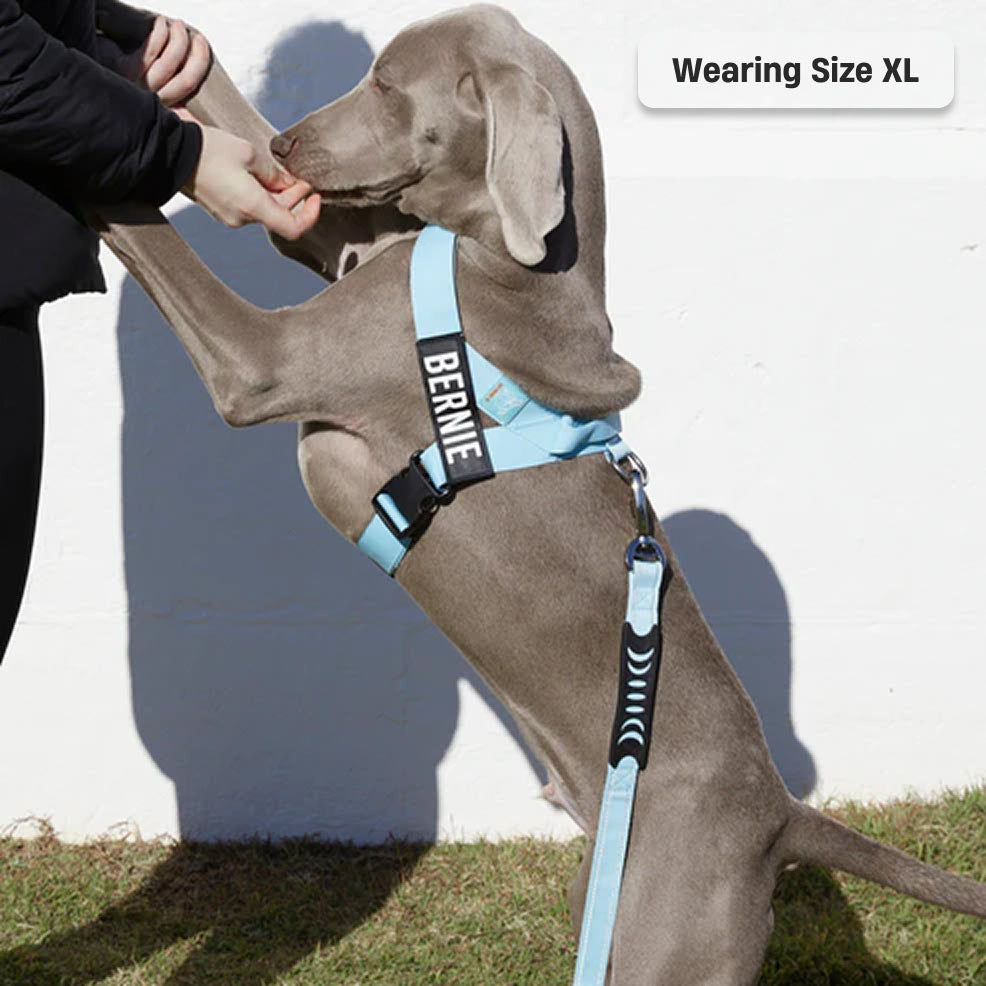 Personalised Dog Harnesses With Name Patch | Dog Friendly Co.
