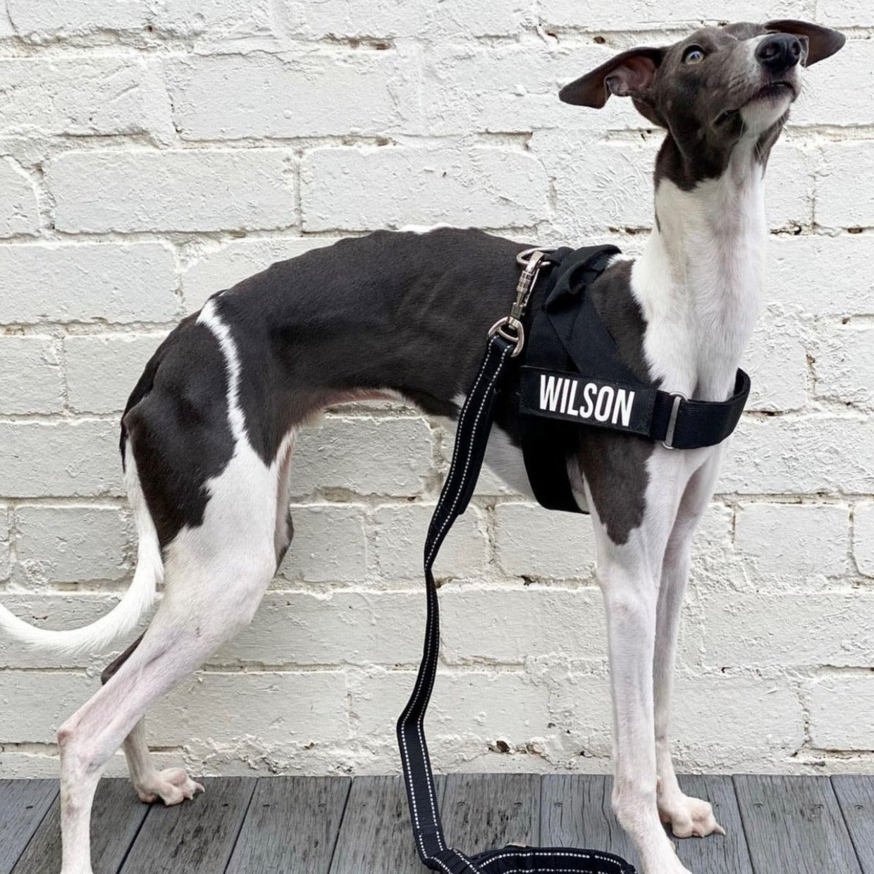 Personalised Dog Harnesses With Name Patch | Dog Friendly Co.